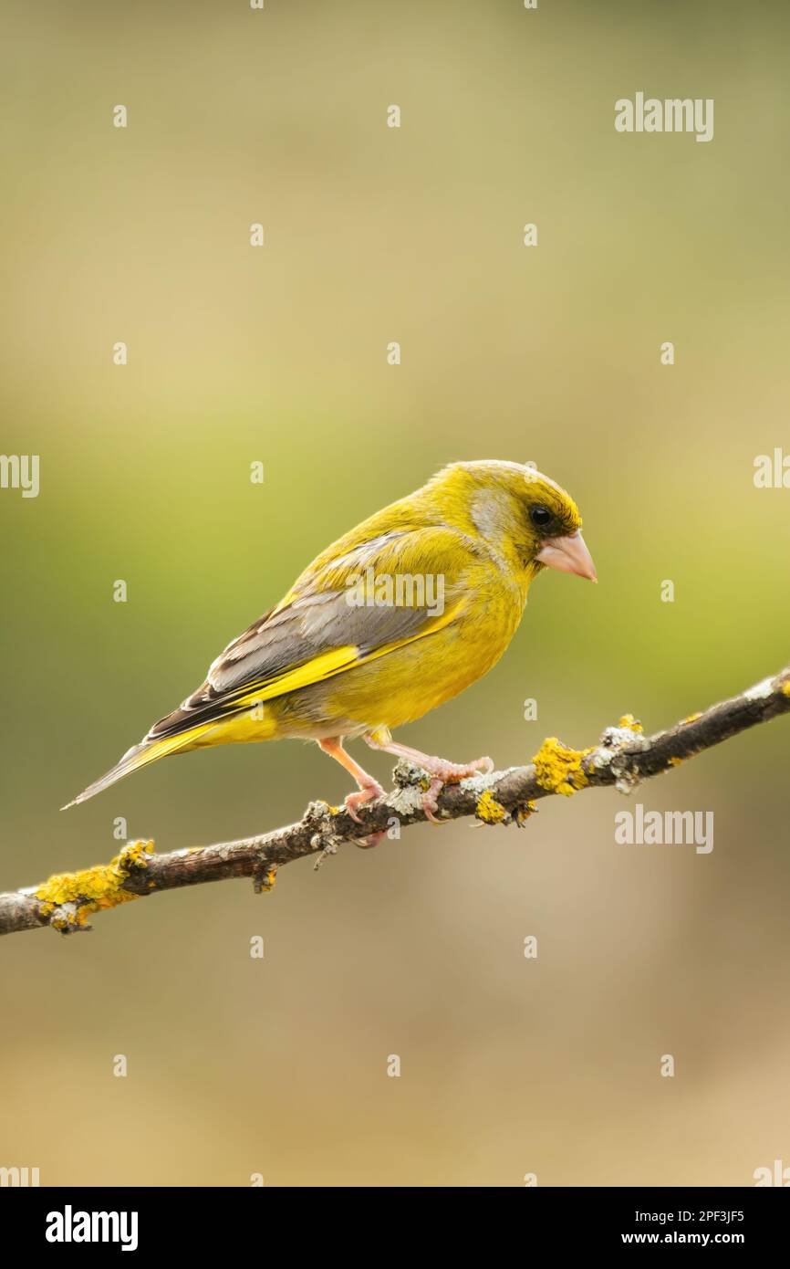 European Greenfinch-The European Greenfinch, or just Greenfinch ...