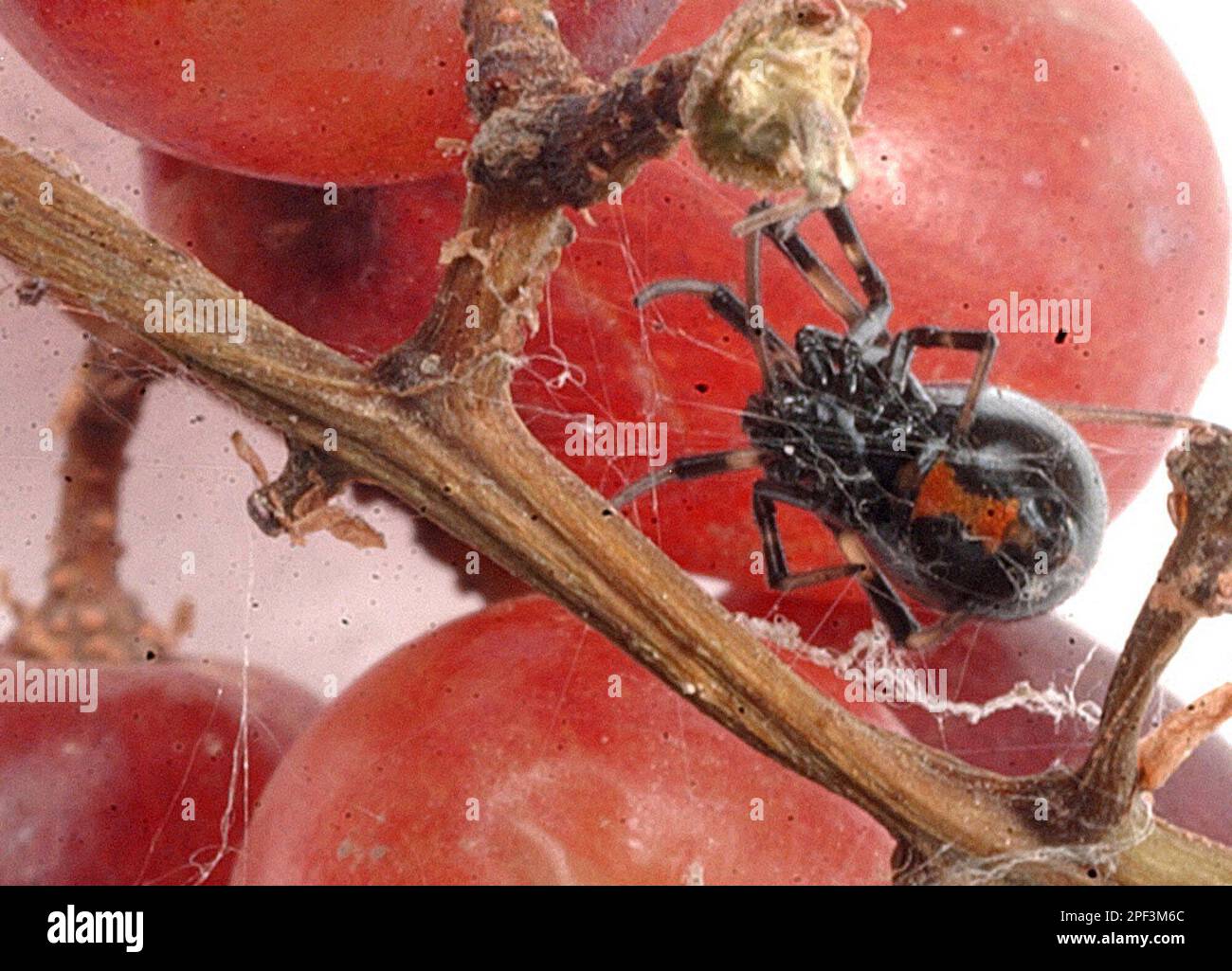 A black widow spider is seen Monday afternoon, Nov. 24, 2003, in a ...