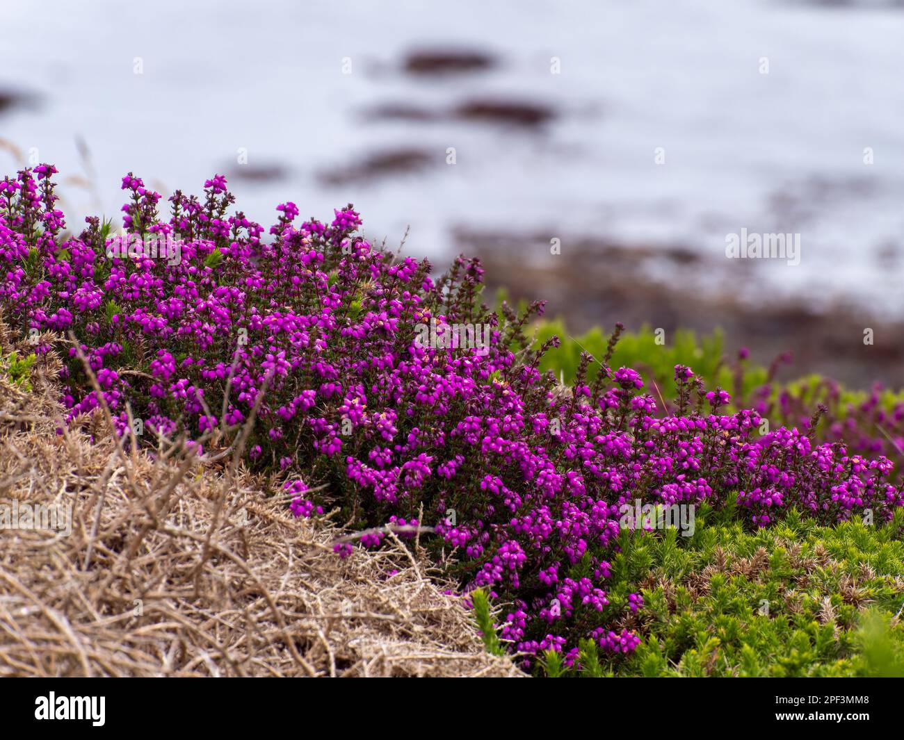 Beautiful flowers grow on the seashore. An inflorescence of small pink ...