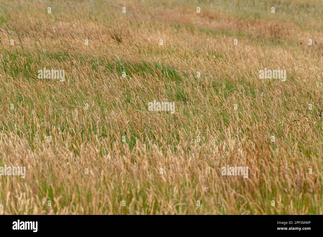 Thickets of grass, full frame. Steppe landscape. Thick grass. Brown ...