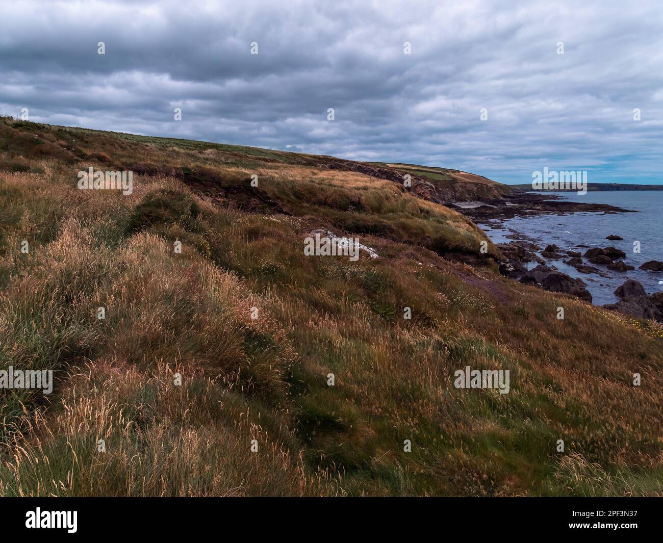 Dense vegetation on the rocky coast of the Atlantic Ocean. Nature of ...