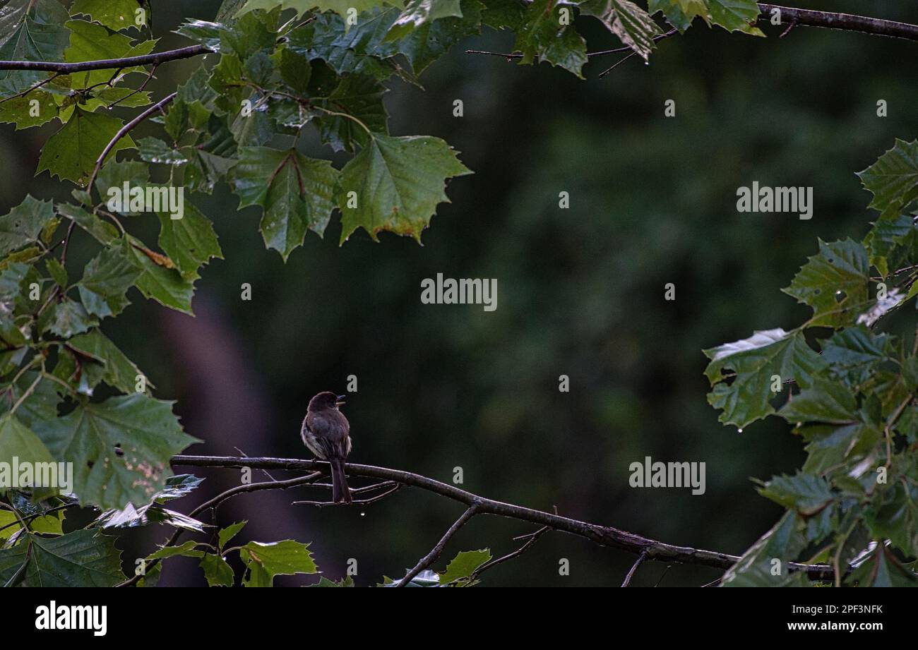 UNITED STATES - June 25, 2019: A eastern flycatchers also known as the ...