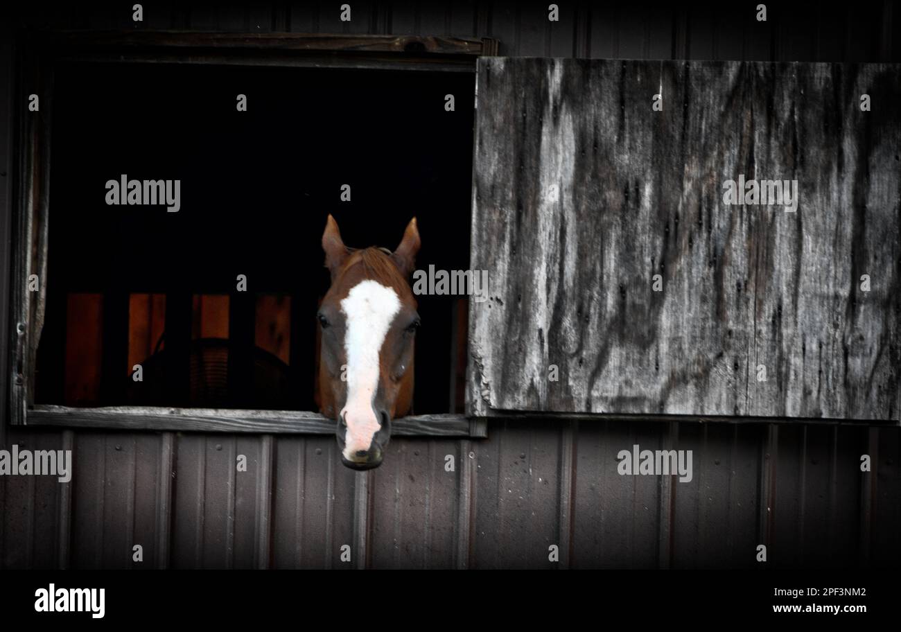 UNITED STATES - June 25, 2019: A Piedmont Hunt staff horse known in the ...