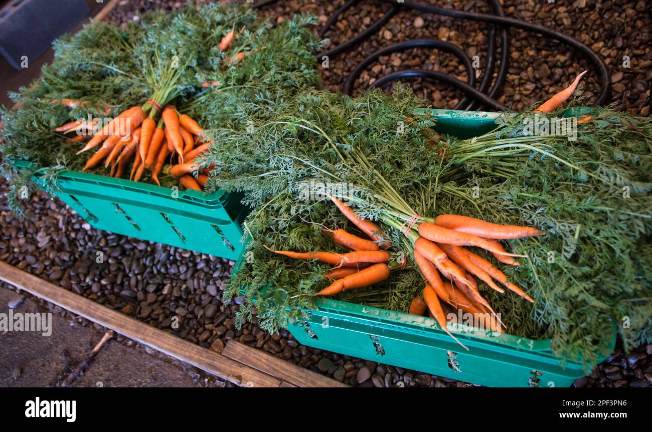 Countys early populations hi-res stock photography and images - Alamy