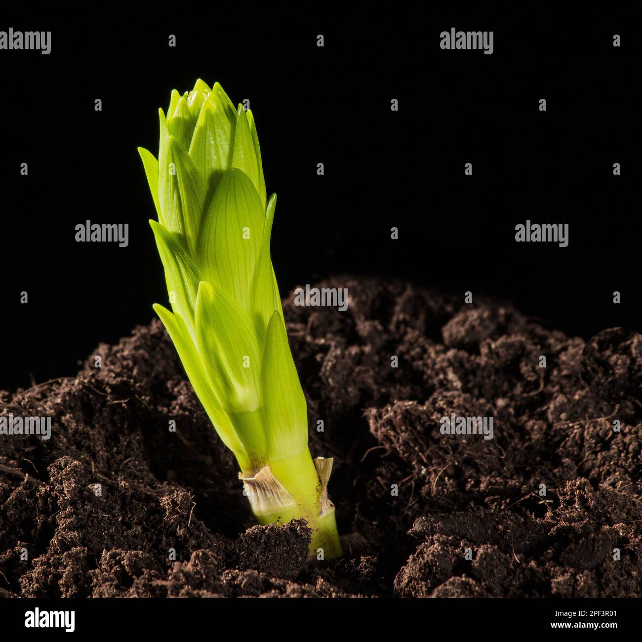 Young shoot droplet hi-res stock photography and images - Alamy