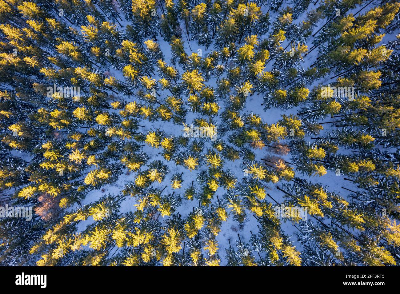 Top down view of mountain forest during winter Stock Photo - Alamy