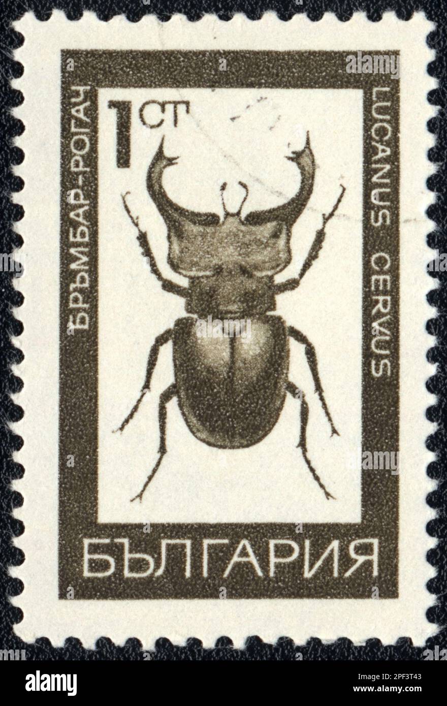 A Stamp printed in Bulgaria shows image of a Stag beetle ( lucanus ...