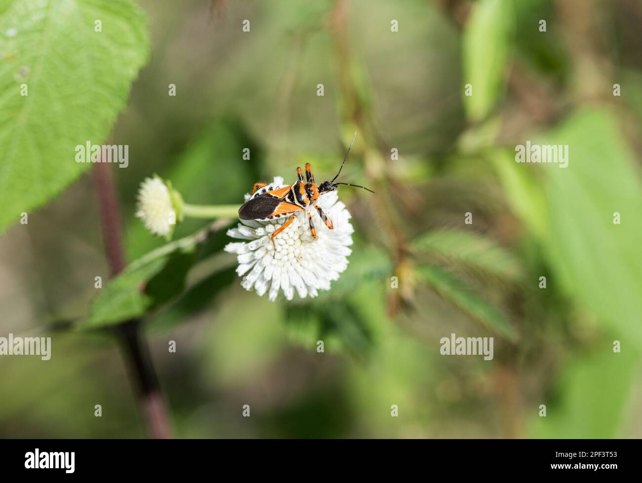 Assassin Bug (Apiomerus pictipes) feeding on a flower at Roberto ...