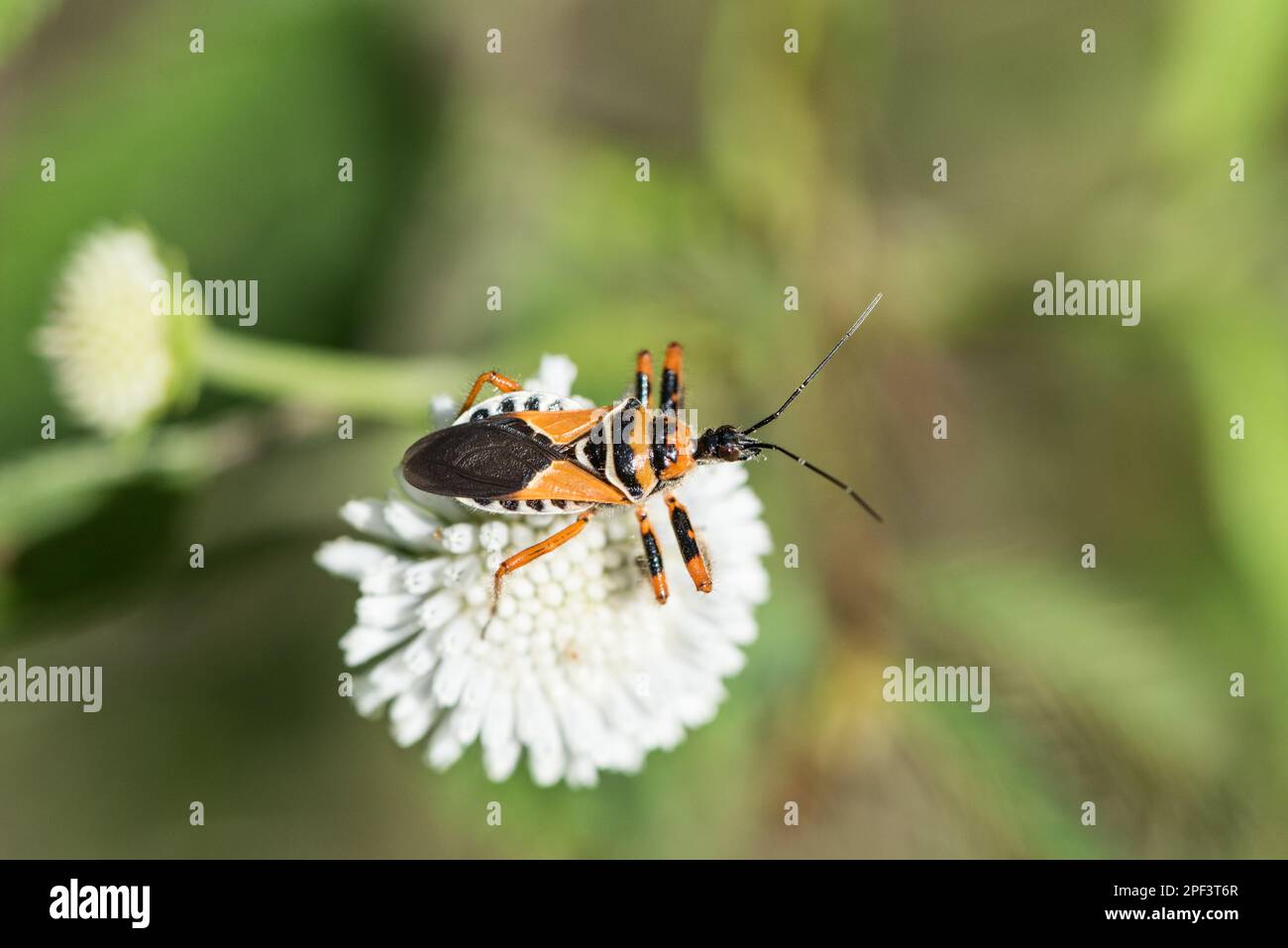 Apiomerus pictipes hi-res stock photography and images - Alamy