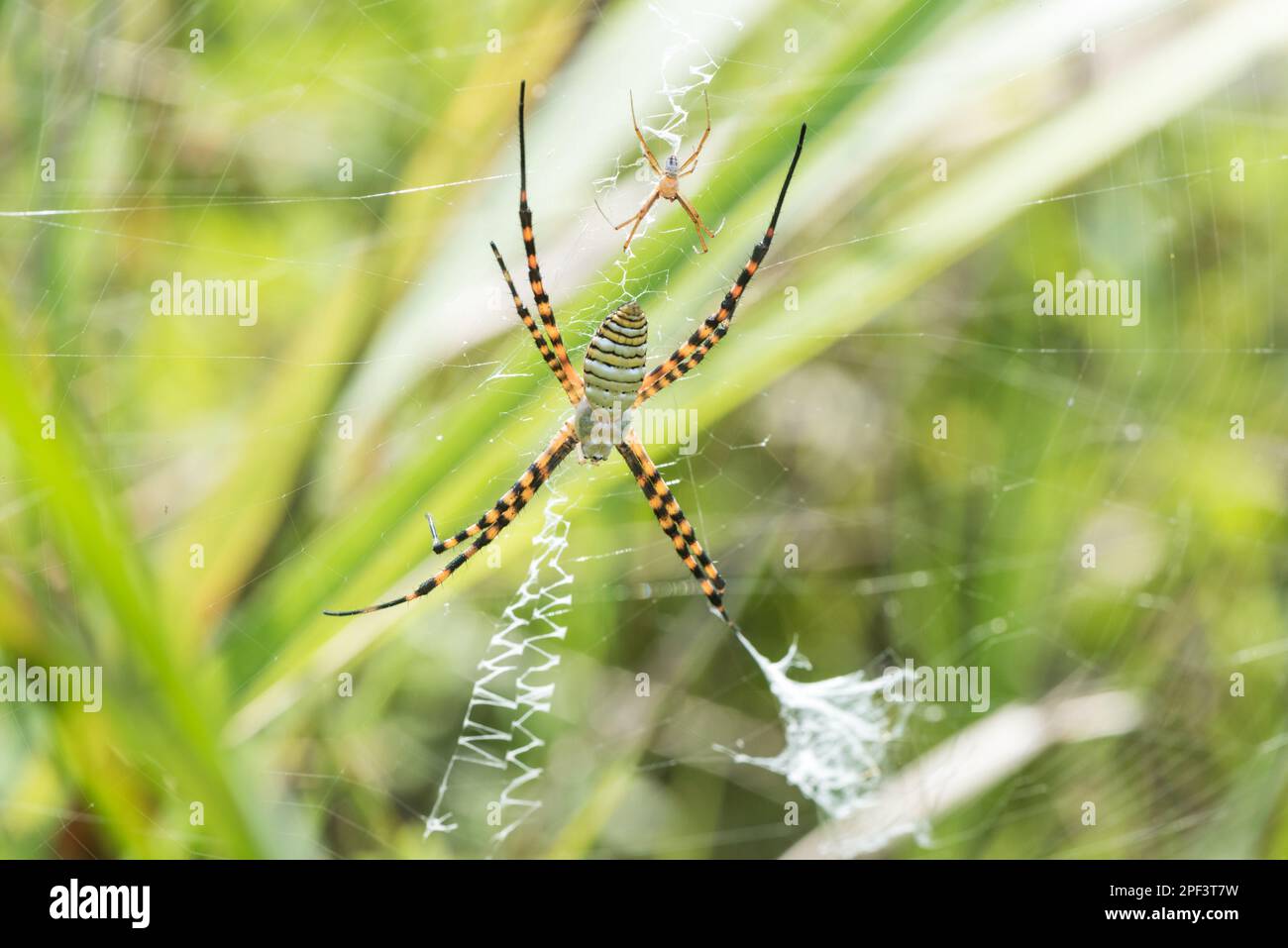 Female and male Agriope sp. spiders on a web in Mexico Stock Photo - Alamy