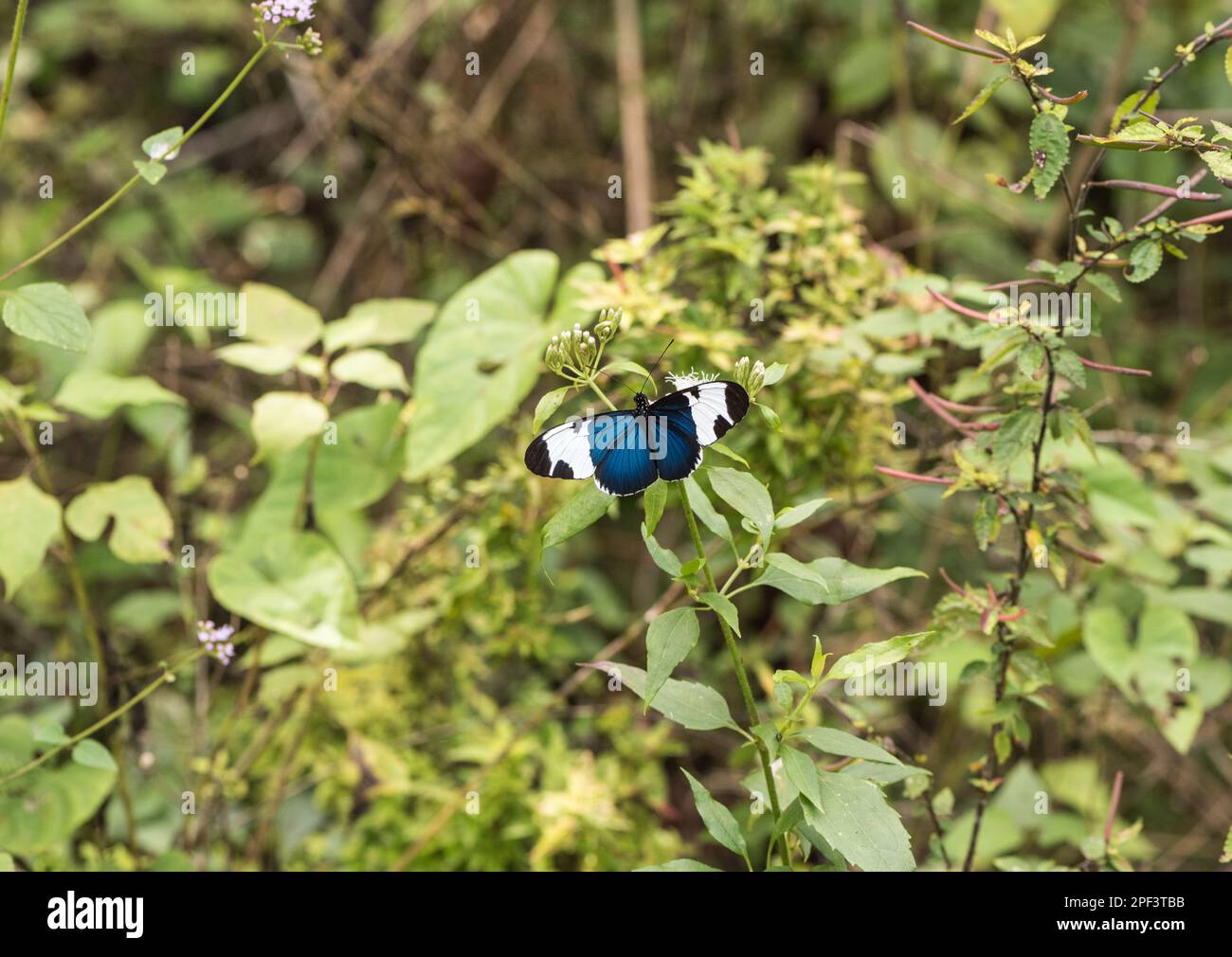 Foraging Blue and White Heliconid (Heliconius sapho) at Bonampek ...