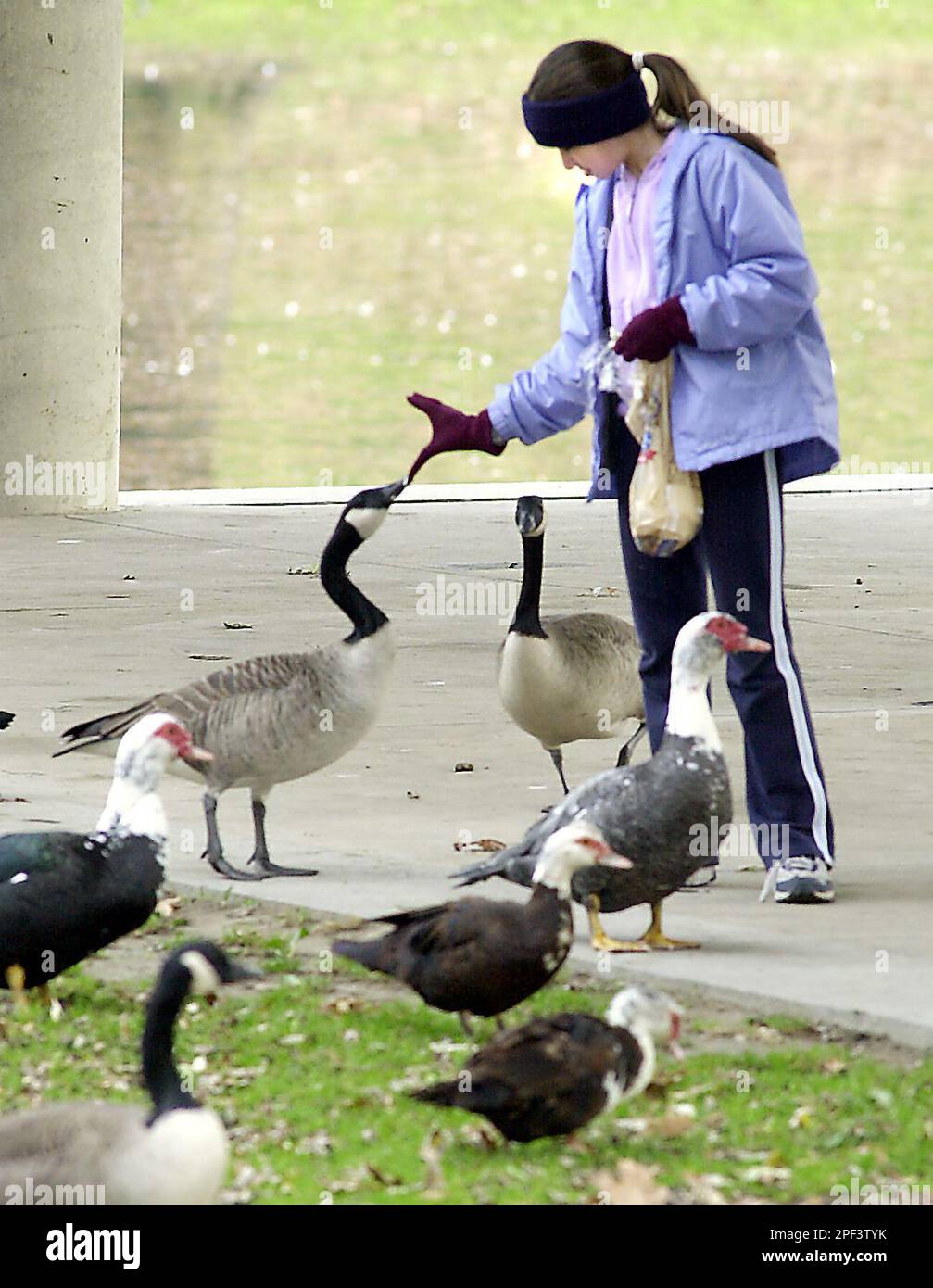 A Canada goose grabs the glove of Anna Braginskaya while she feeds them ...