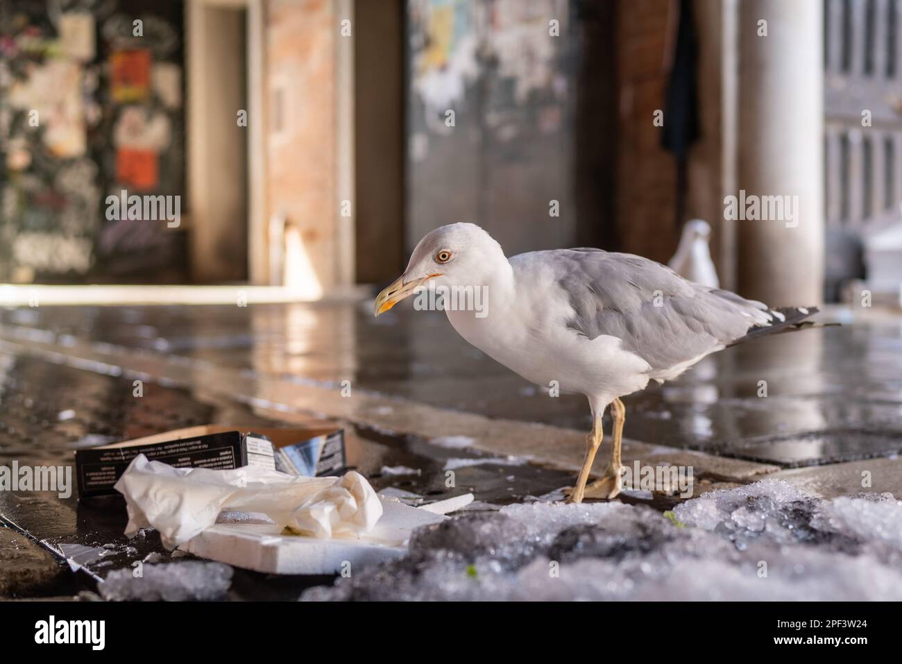 Seagull life cycle hi-res stock photography and images - Alamy