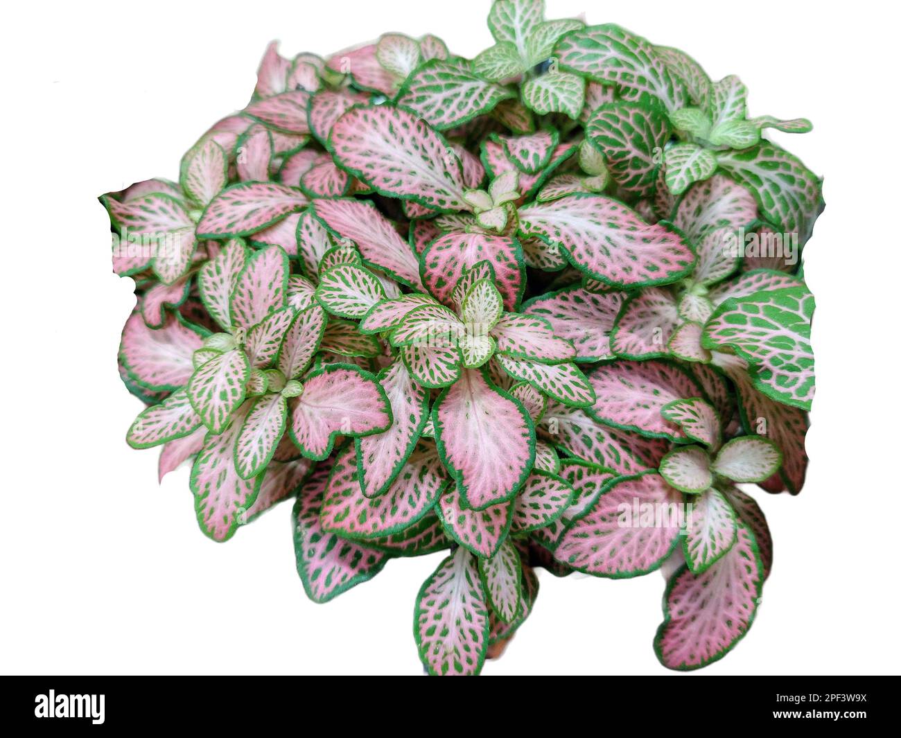 Nerveplant isolated on white background. Fittonia albivenis Stock Photo ...