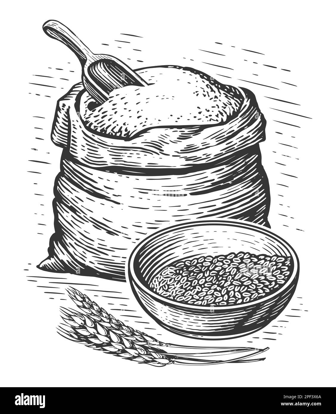 Flour for baking concept. Farm organic food. Hand drawn sketch vintage ...