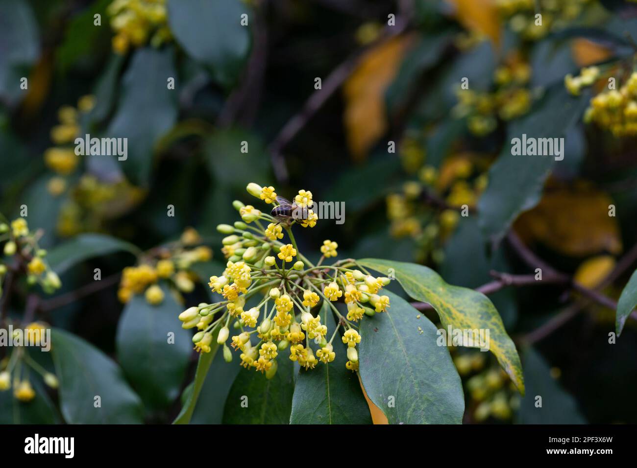Flowering Pittosporum tobira, family Pittosporaceae, occurs under ...