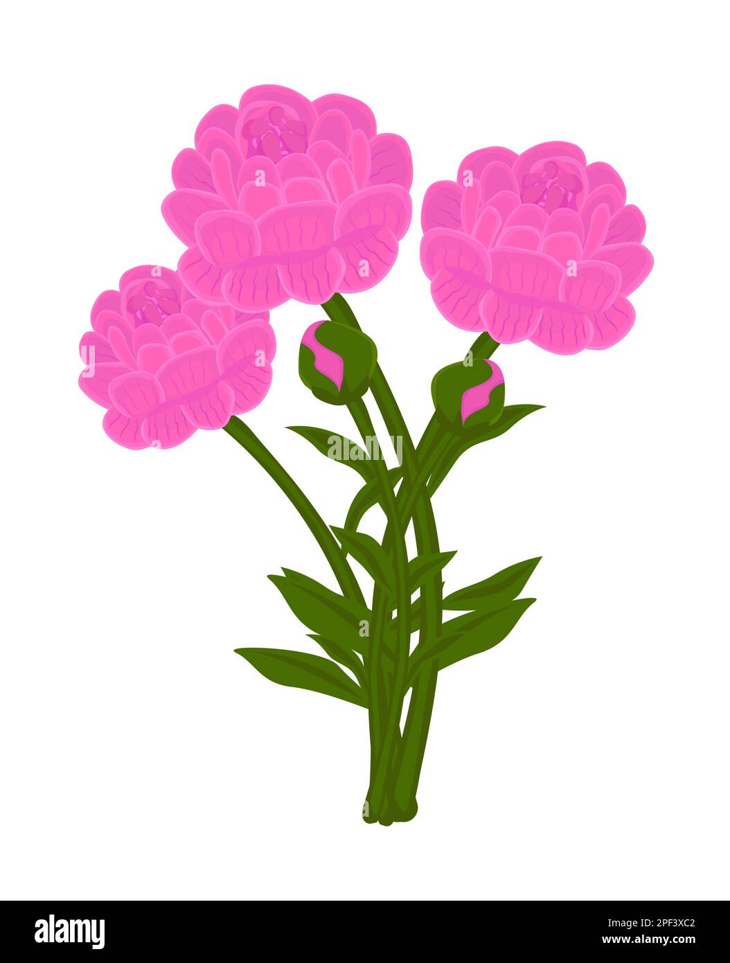 Beautiful pink white peonies Stock Vector Images - Alamy