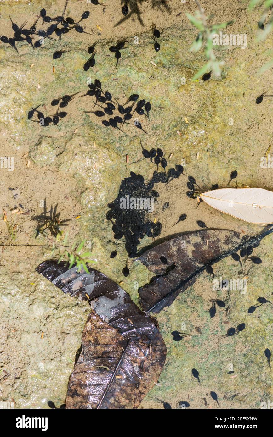 Tadpoles at Roberto Barrios in Mexico Stock Photo - Alamy