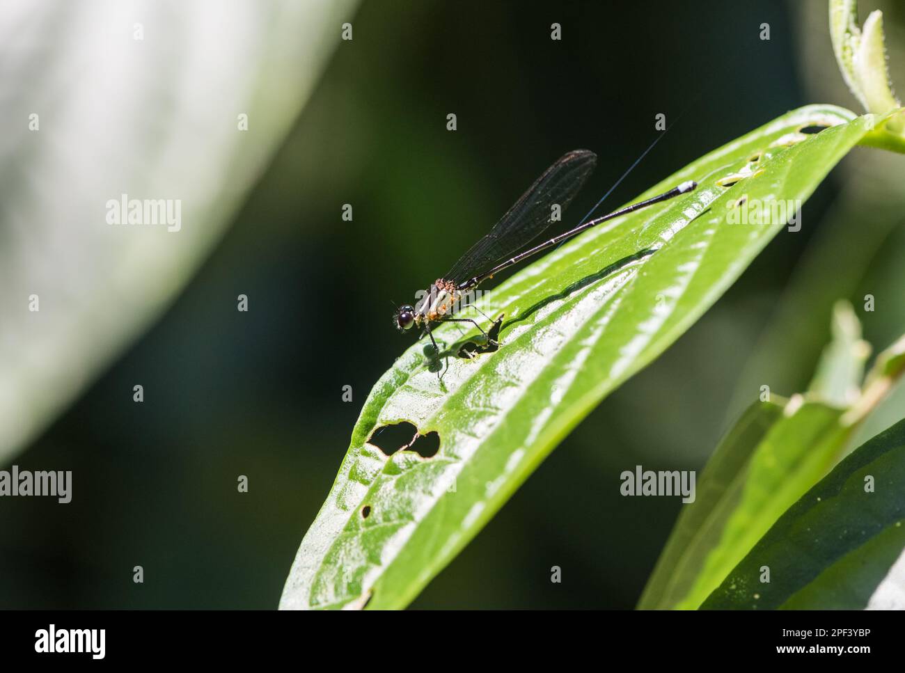 Perched Swamp Dancer (Argia indicatrix).at Roberto Barrios, Mexico ...