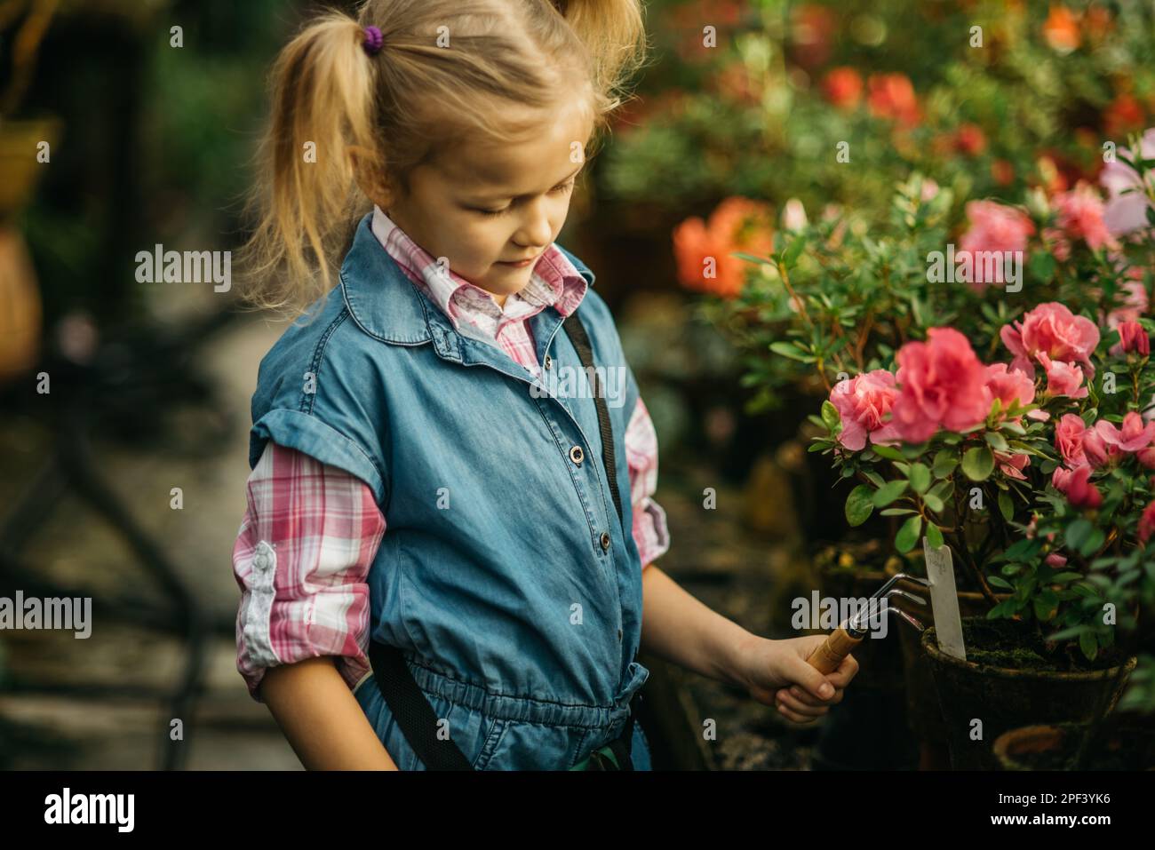 Child planting spring flowers. Little girl gardener plants azalea. Girl ...