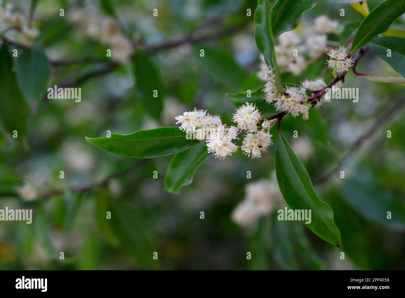 white blossom of Prunus laurocerasus Laurocerasus caroliniana Mill. M ...