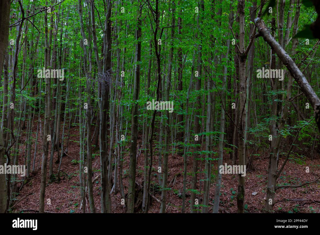 World Environment Day concept background photo. Tall trees in the ...