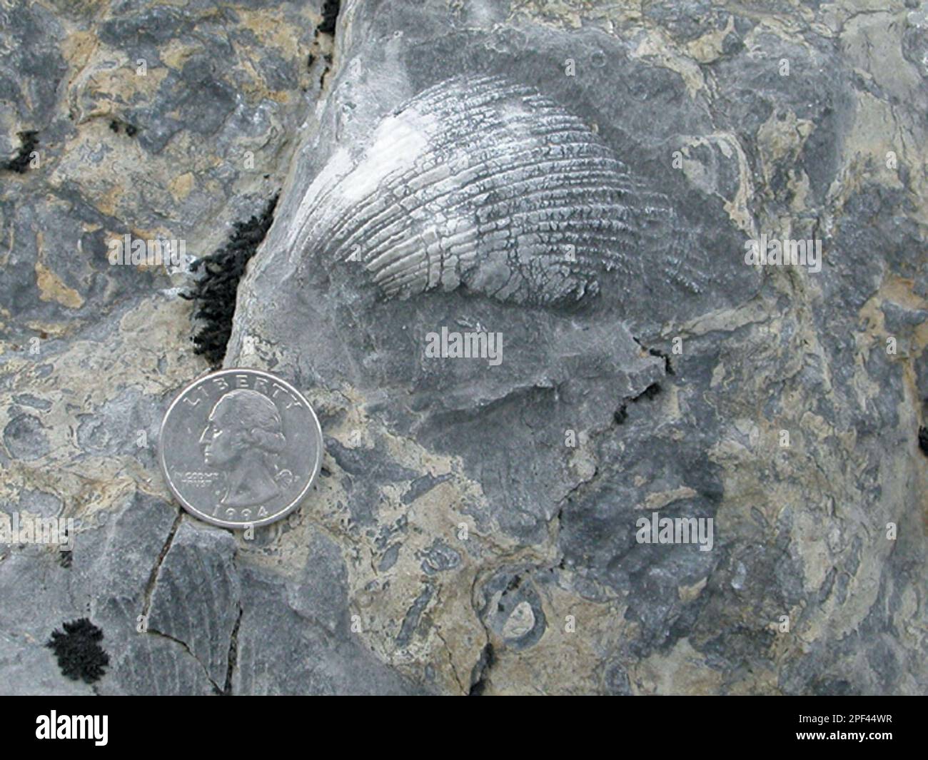 ** ADVANCE FOR WEEKEND NOV. 1-2 ** A quarter gives scale to a fossil of ...