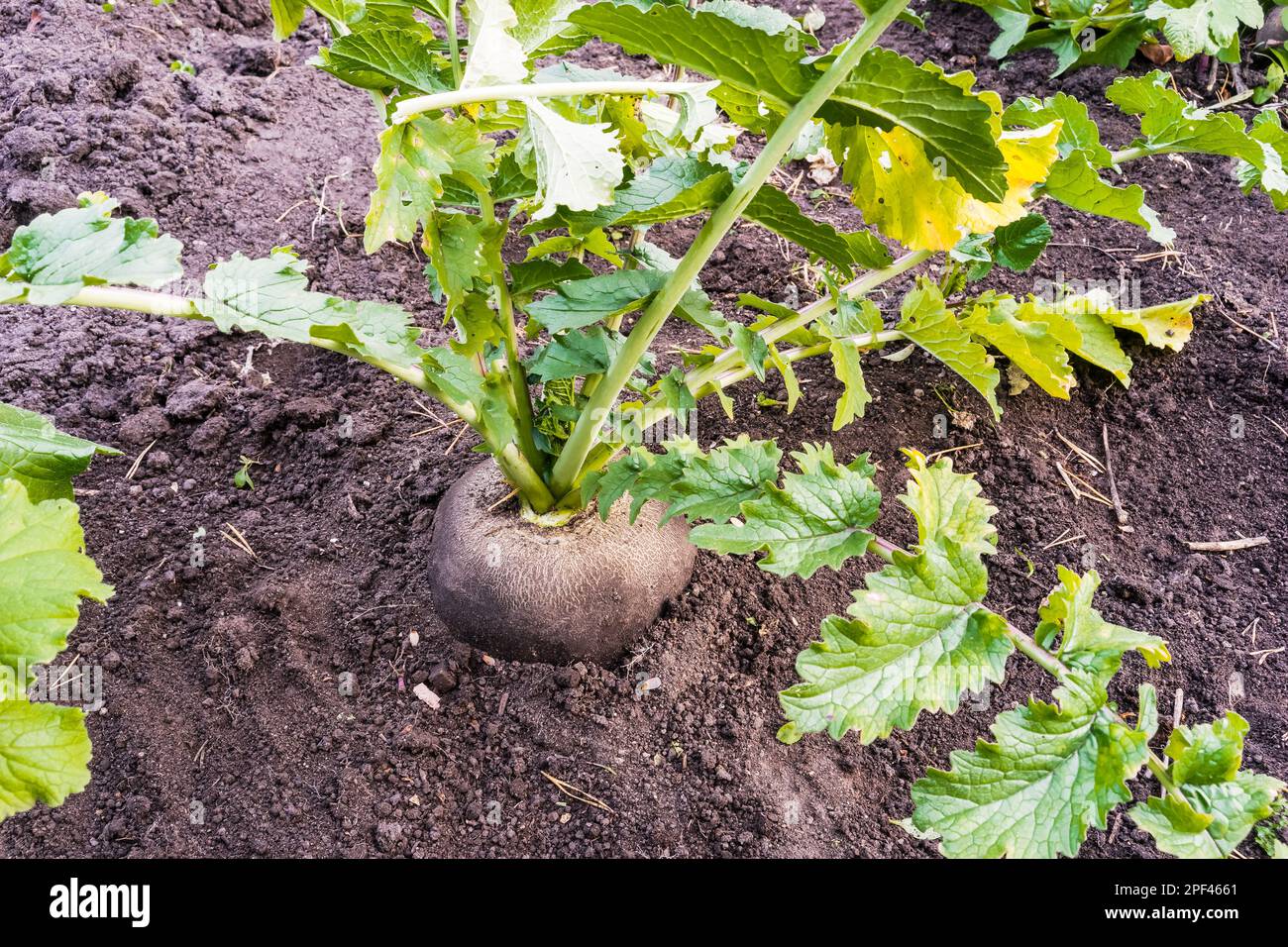 Well developed plant of Raphanus sativa grown in Alberta,2015 Stock ...