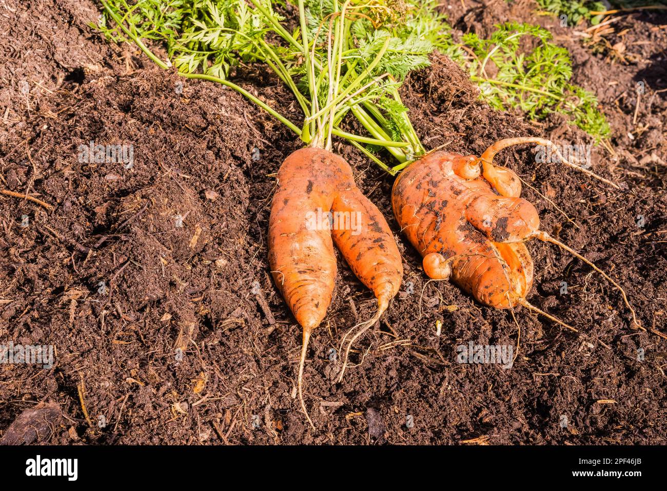 Abnormal shape carrot root laying on compost Stock Photo - Alamy