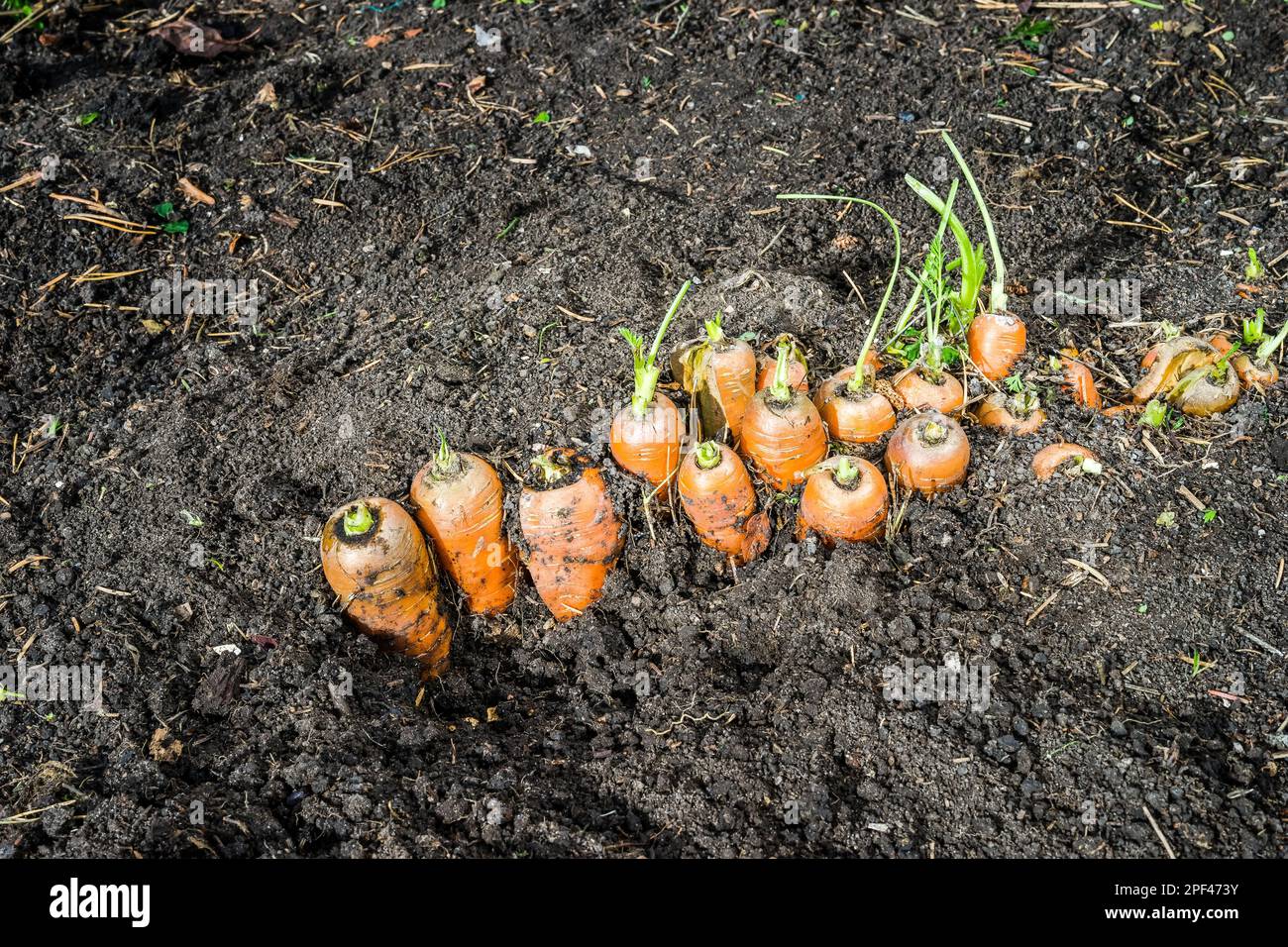 Carrots root in soil in harvest time Stock Photo - Alamy