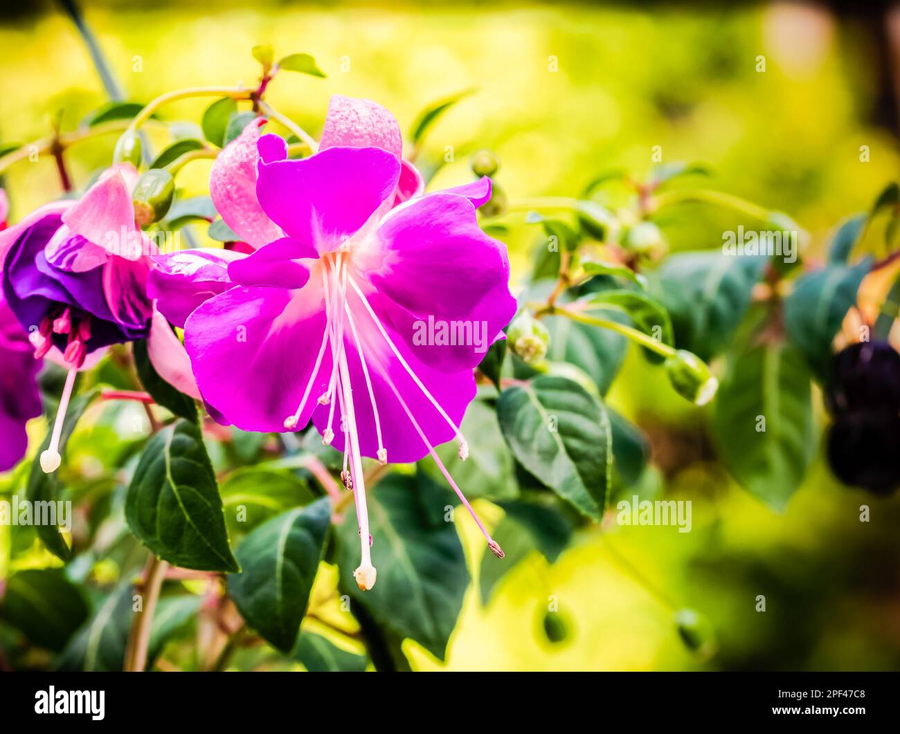 Fuchsia fuchsia triphylla hi-res stock photography and images - Alamy