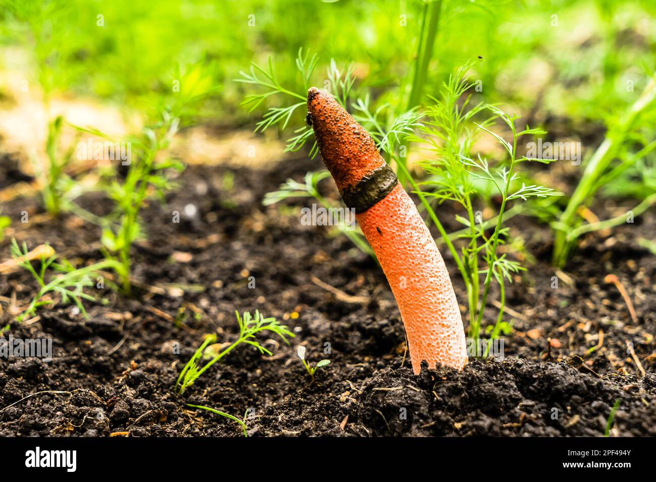 Stinkhorn fungus (mushroom) from family Phallaceae Stock Photo - Alamy