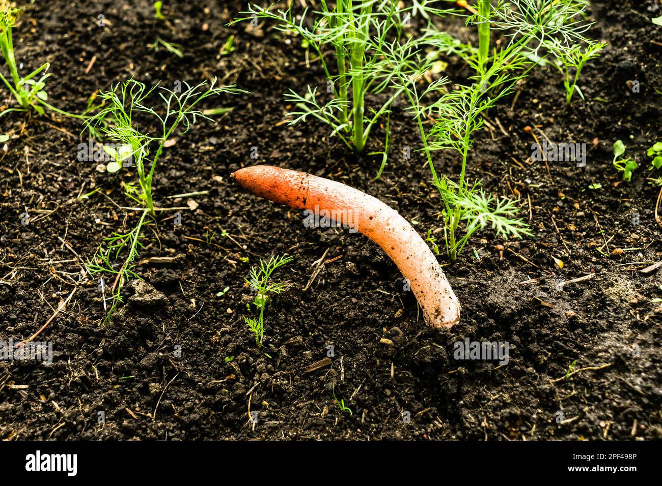 Stinkhorn fungus (mushroom) from family Phallaceae Stock Photo - Alamy