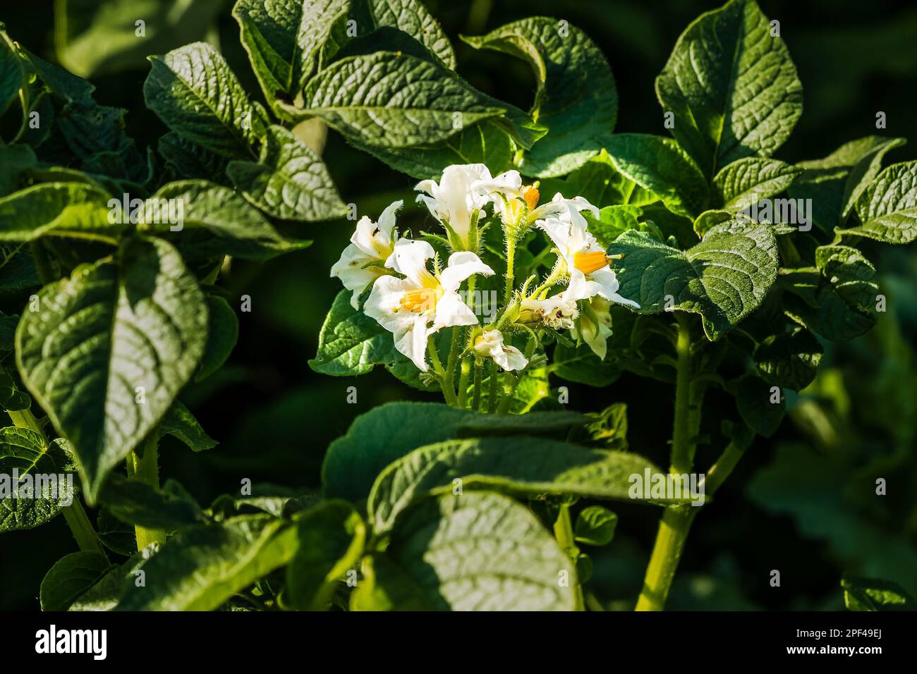 White potato plant flowers Stock Photo - Alamy