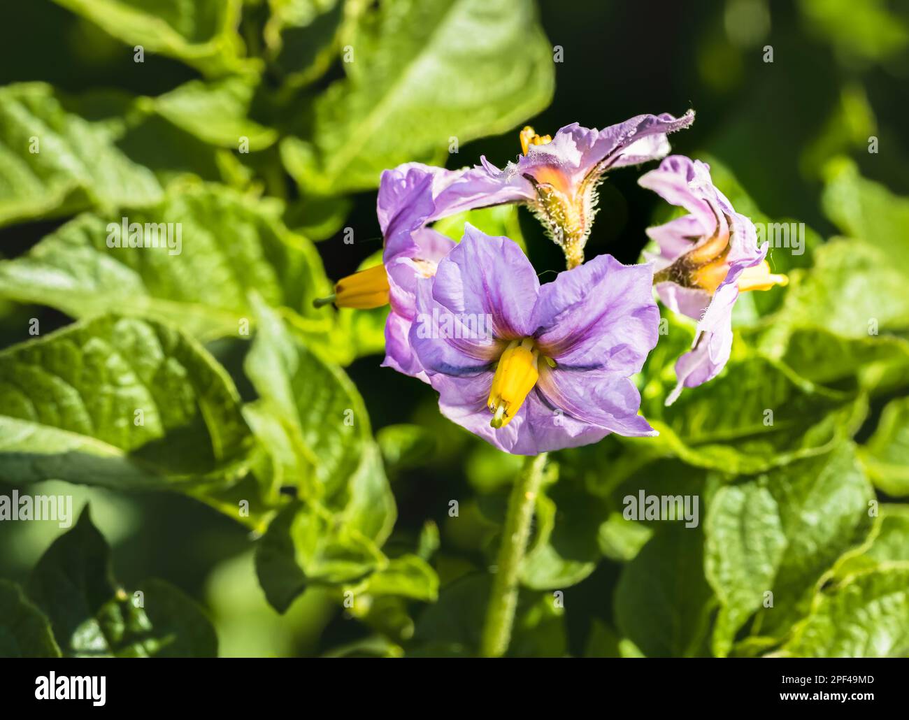 Purple potato plant hi-res stock photography and images - Alamy