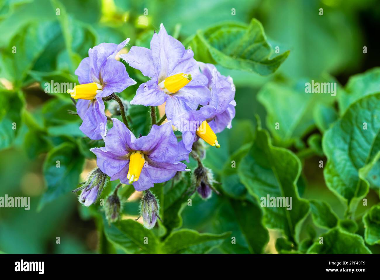 Potato plant flowers hi-res stock photography and images - Alamy