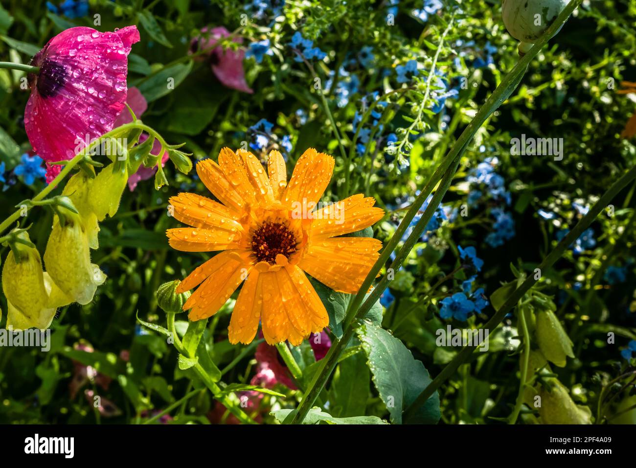 Mixed flowers garden after rain Stock Photo - Alamy