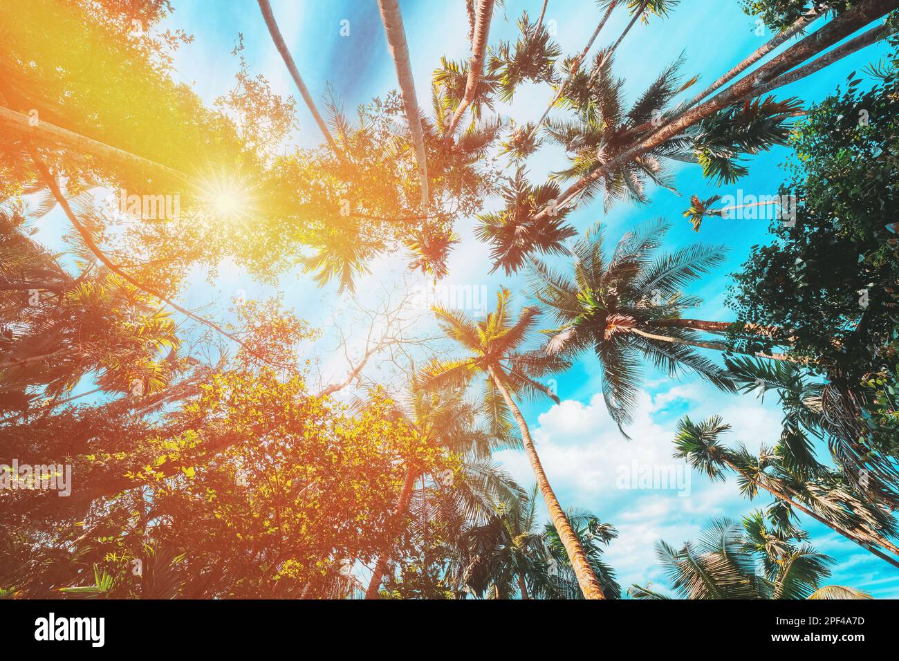 Goa, India. Scenic View Bright Sunbeams Of Sun Shine Through Tropical ...