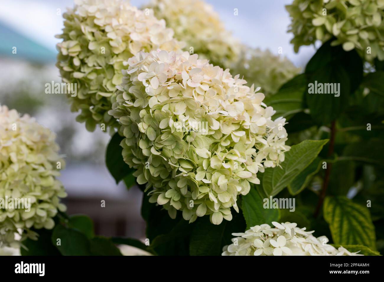 Hydrangea paniculata, the panicled hydrangea, is a species of flowering ...