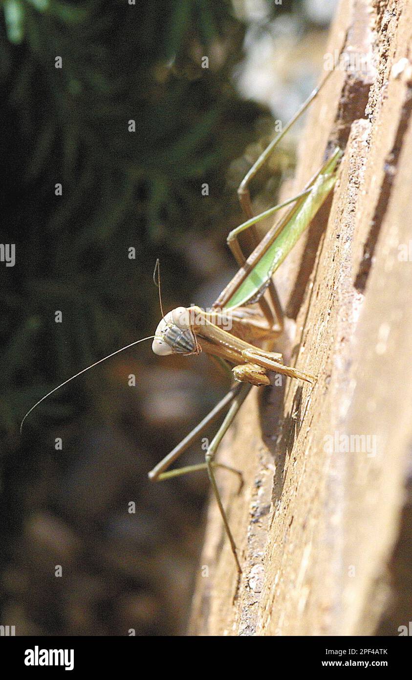A praying mantis stands on a side of the Social Security Office ...