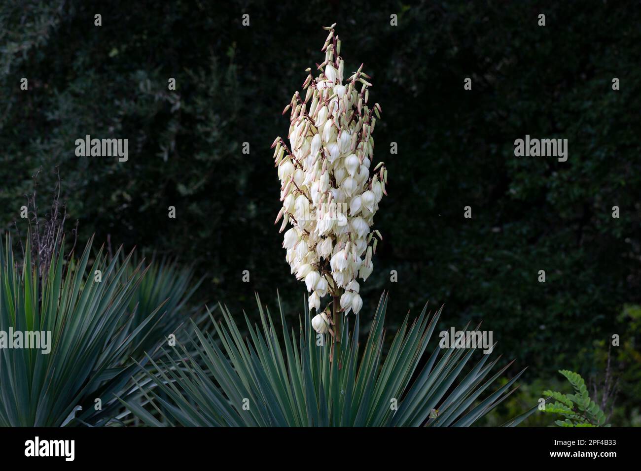 Yucca filamentosa, blooming palm with a lot of white flowers, November ...