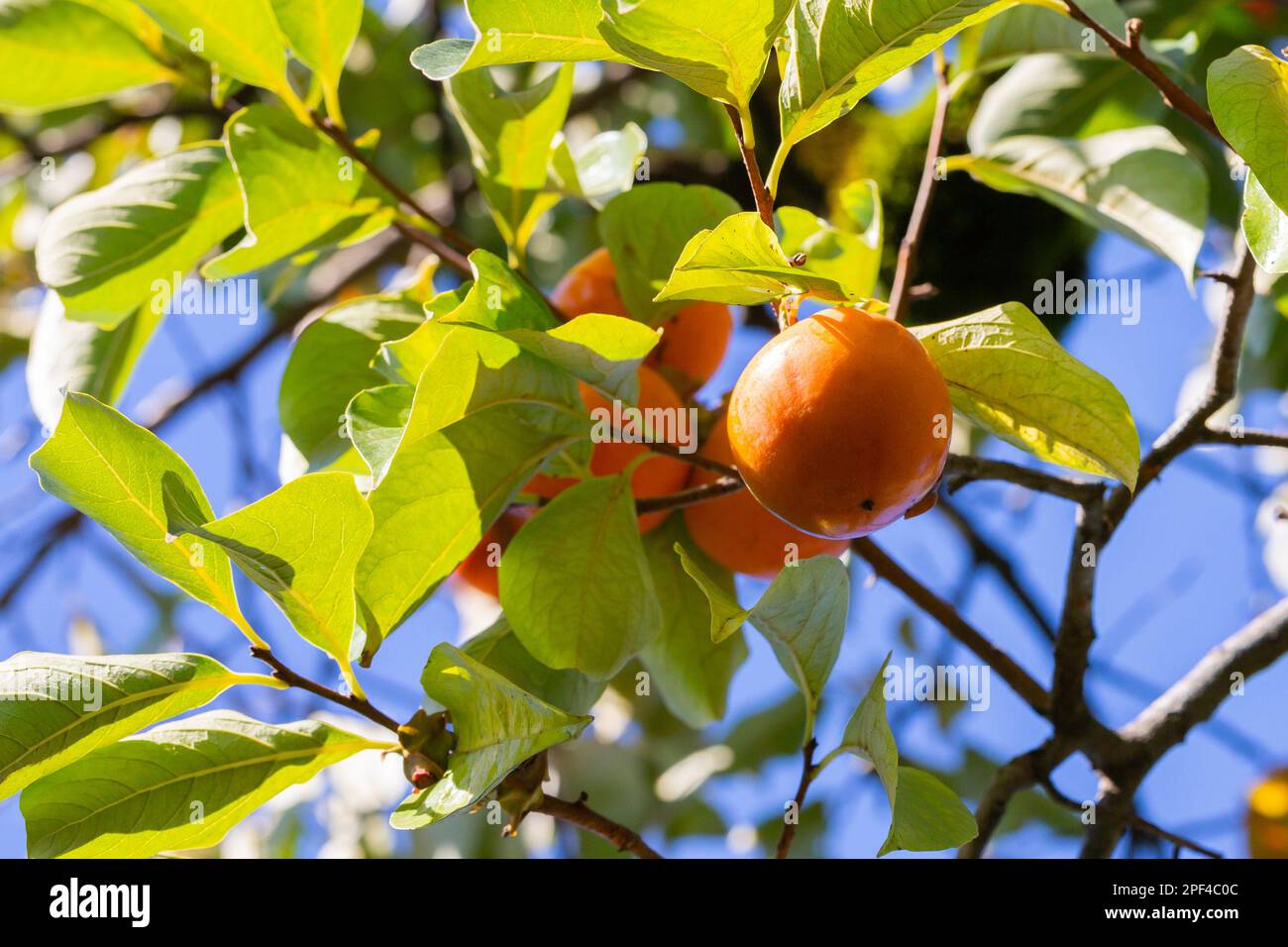 Persimmon tree fresh fruit that is ripened hanging on the branches in plant garden. Juicy fruit ...