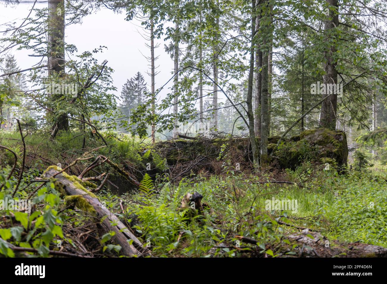 Remains of the ruins of Adolf Hitlers Tannenberg Fuehrer headquarters ...