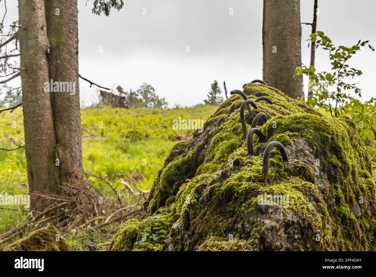 Remains of the ruins of Adolf Hitlers Tannenberg Fuehrer headquarters ...