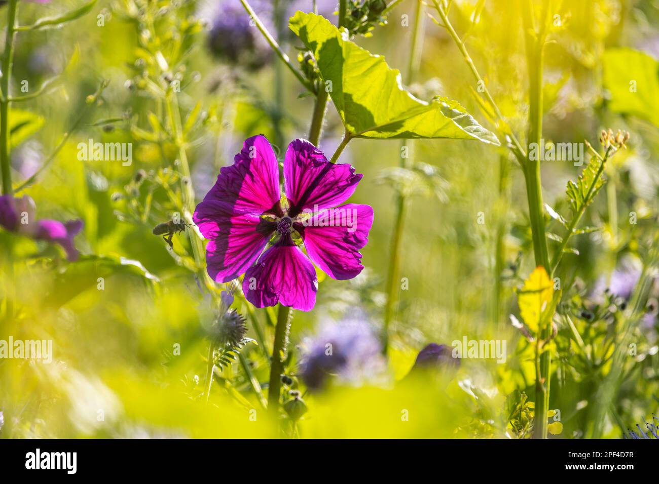 Mallow weed hi-res stock photography and images - Alamy