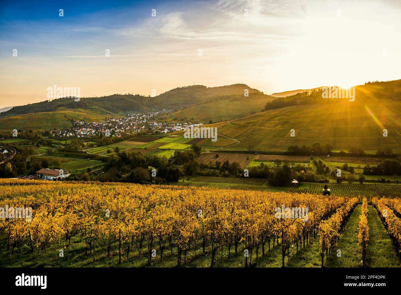 Village and autumn coloured vineyards, sunrise, Ebringen, near Freiburg ...