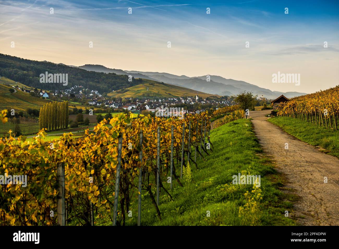 Village and autumn coloured vineyards, sunrise, Pfaffenweiler, near ...
