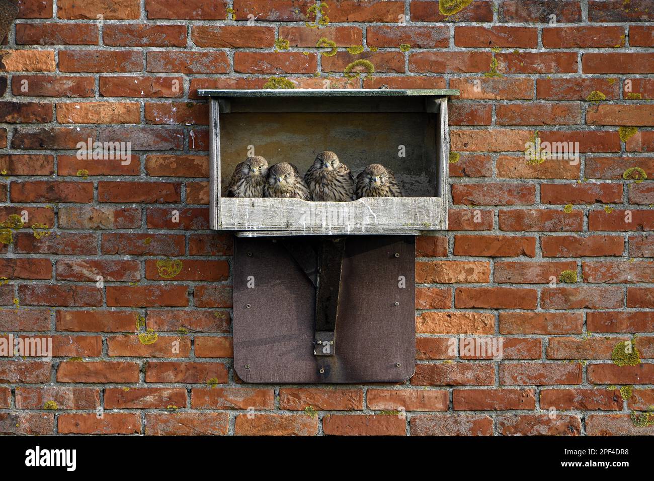 Common kestrel (Falco tinnunculus), four young birds, in nest box ...