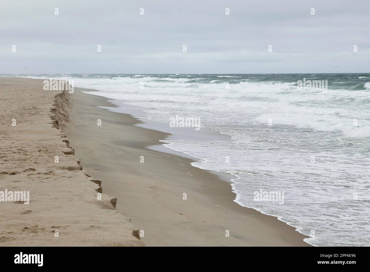 North atlantic cod hi-res stock photography and images - Alamy