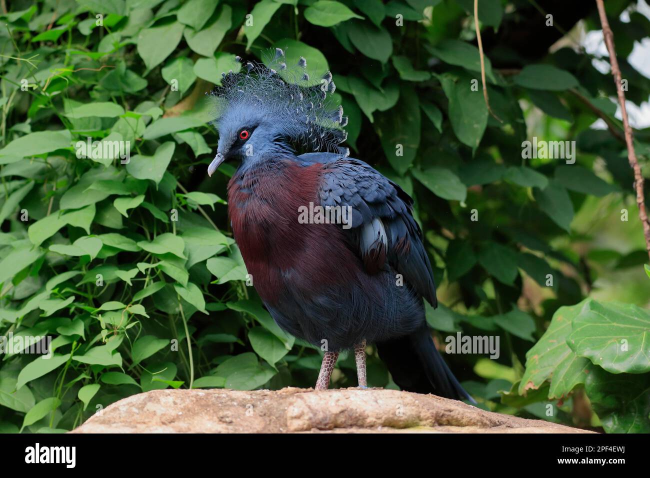 Victoria crowned pigeon (Goura victoria), adult, captive, Papua New ...